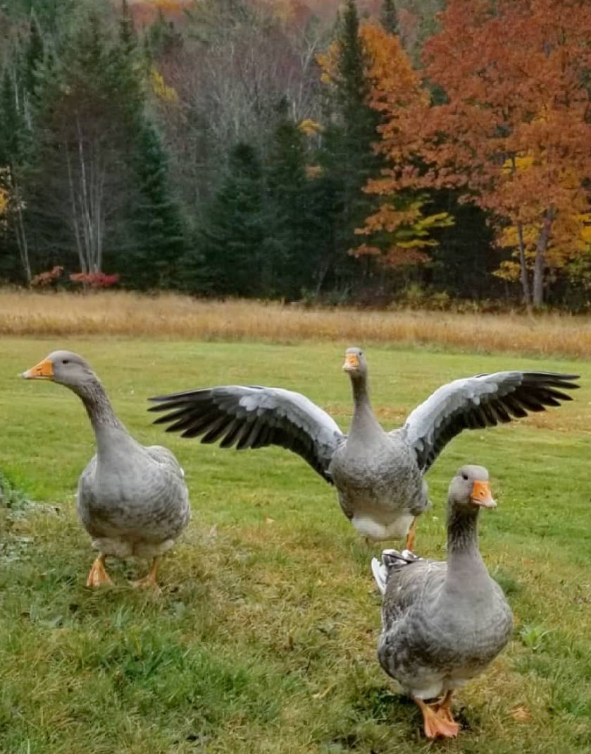 What Do Goslings Eat? - Fresh Eggs Daily® with Lisa Steele