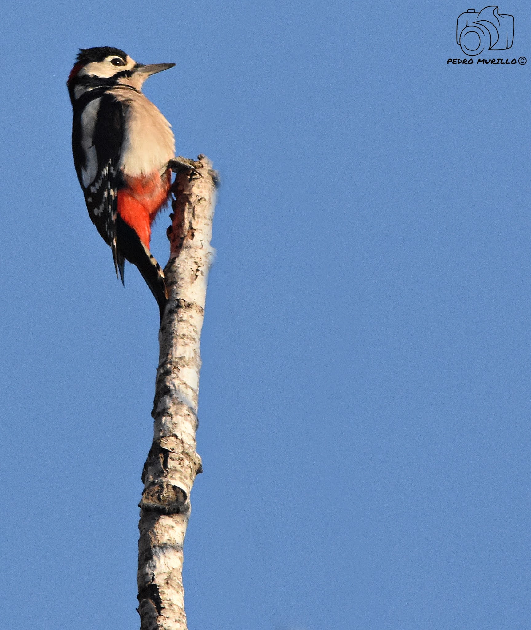 Martornitología: Pico picapinos / Picot garser gros(Dendrocopos major).