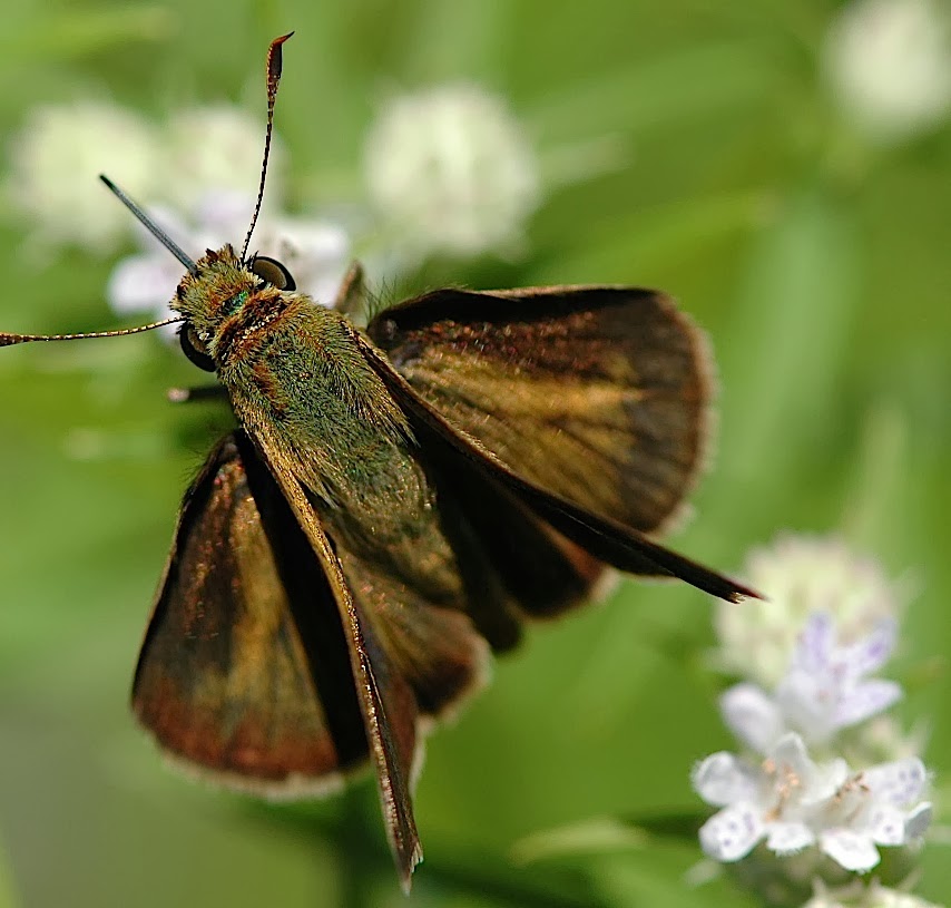 Field Biology in Southeastern Ohio: Skipper Butterflies