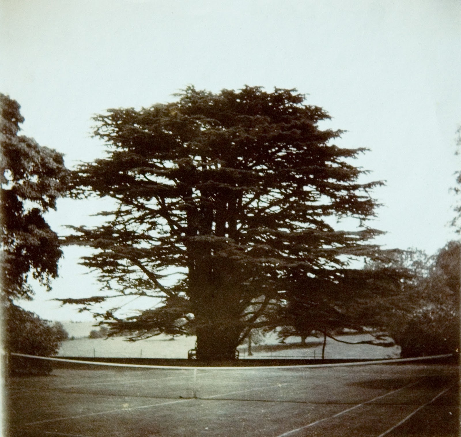 More Memories of Sopwell: Have we got the oldest cedar tree in England?