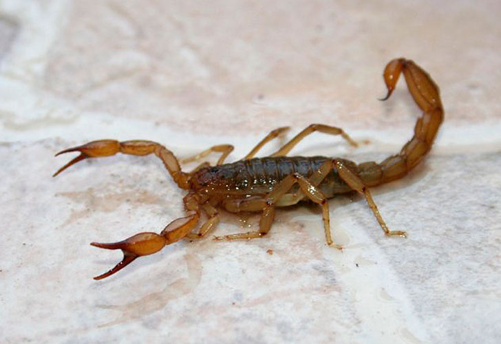 Eclipse: Cómo cuidarnos ante la presencia de alacranes