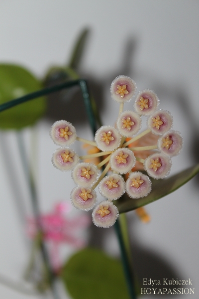 Hoyapassion: Hoya aff. pusilla. Dywagacje nt. Hoya pusilla