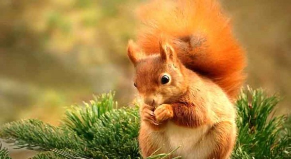 Klasifikasi Dan Morfologi Tupai