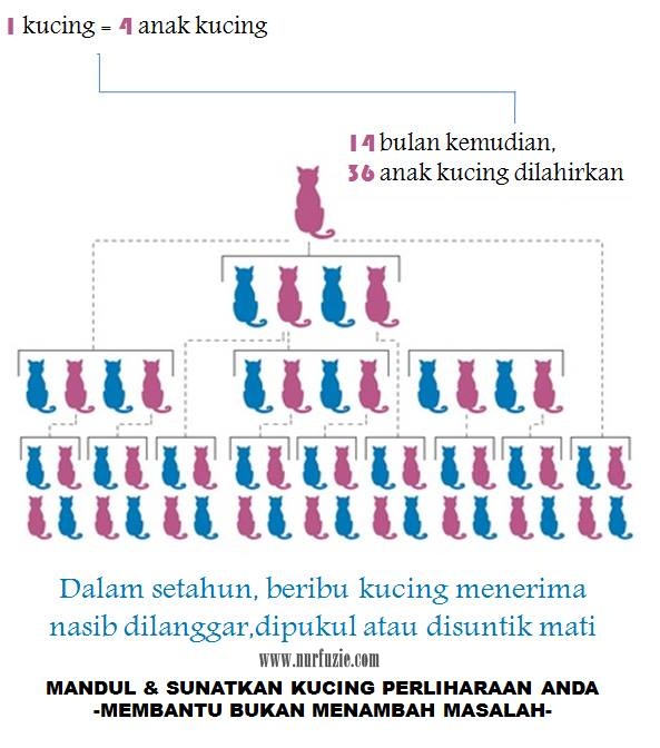 cara memandulkan kucing jantan secara alami - hukum kasi kucing jantan ...