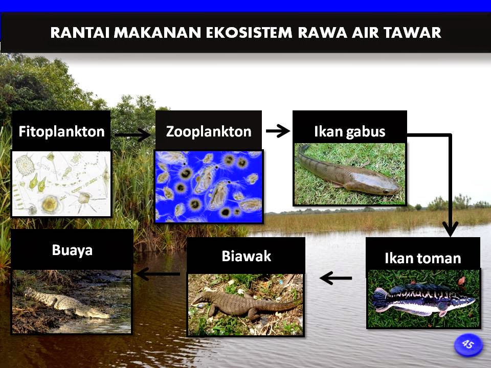 EKOSISTEM RAWA AIR TAWAR: Ekosistem Rawa Air Tawar.ppt