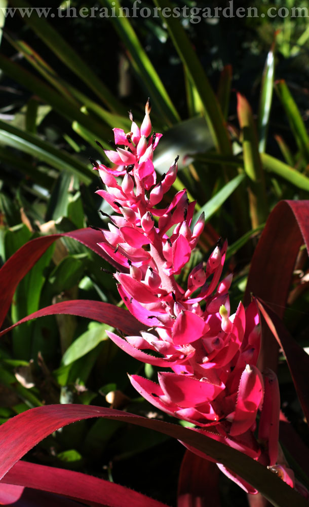 The Rainforest Garden: The Garden at the End of the Rainbow.