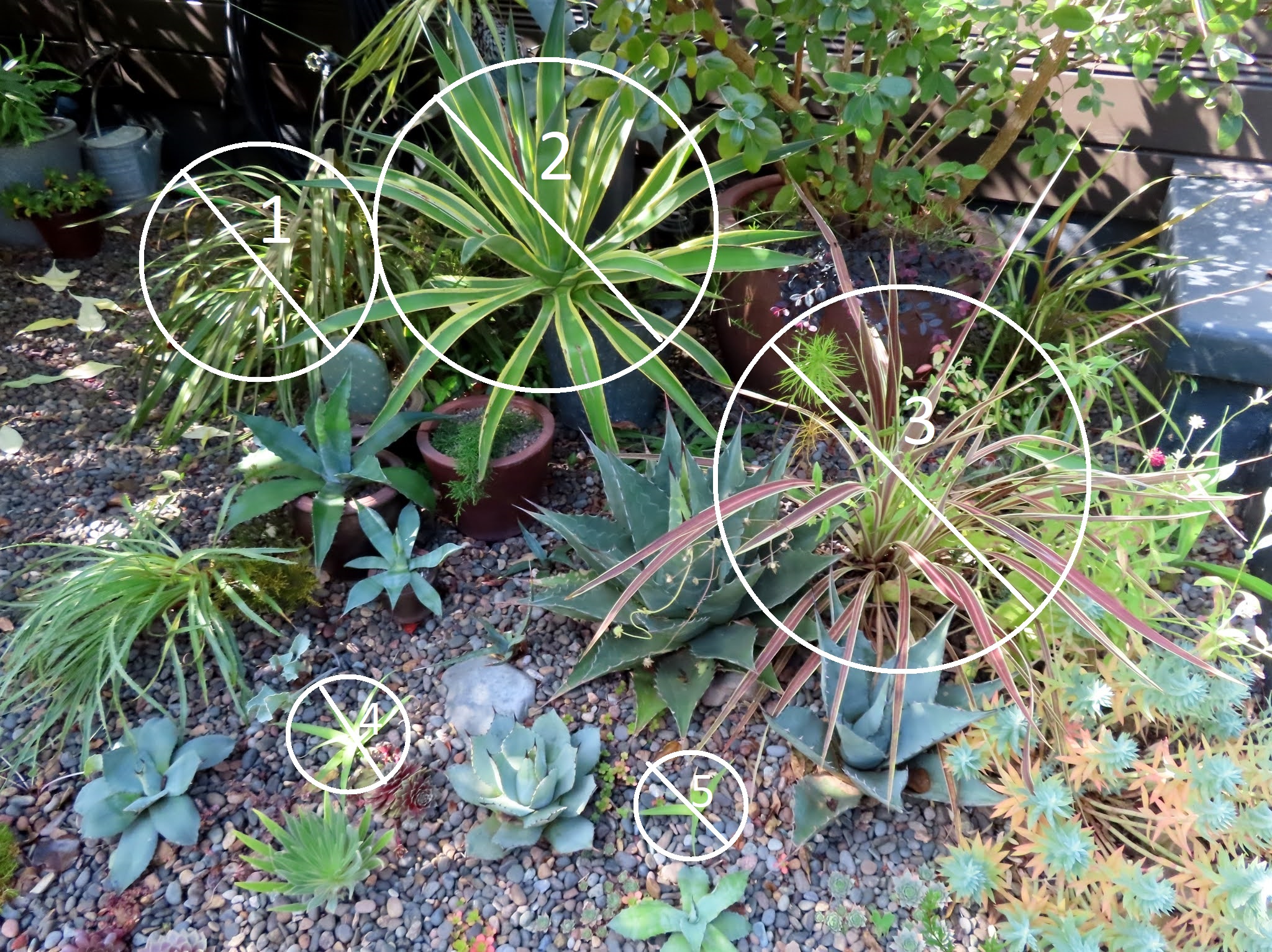 danger garden: Reworking a problem area...