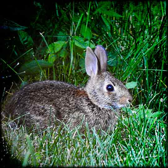 Ontario Wanderer: Butterfly - Rabbit - Sit Spot - July 6, 2020