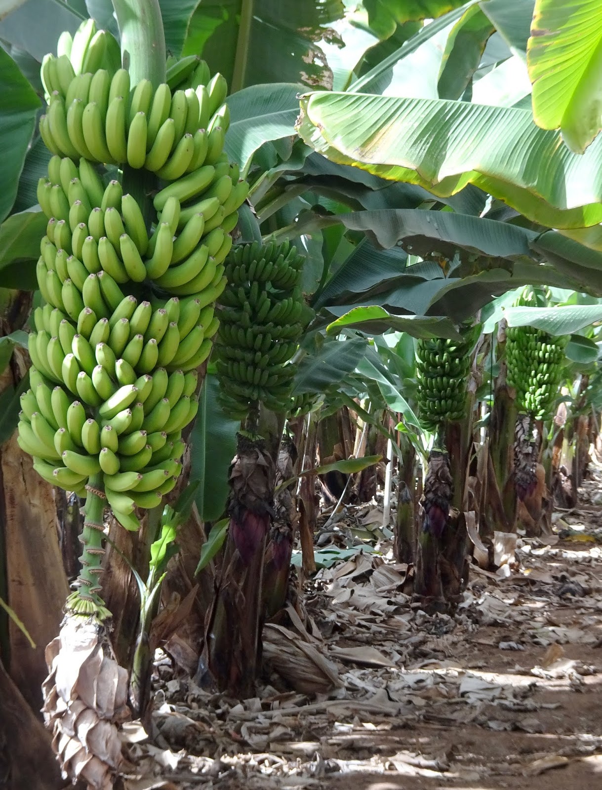 Dalby Mikkelsen: Tenerife 10 - Bananer, bananer, bananer...