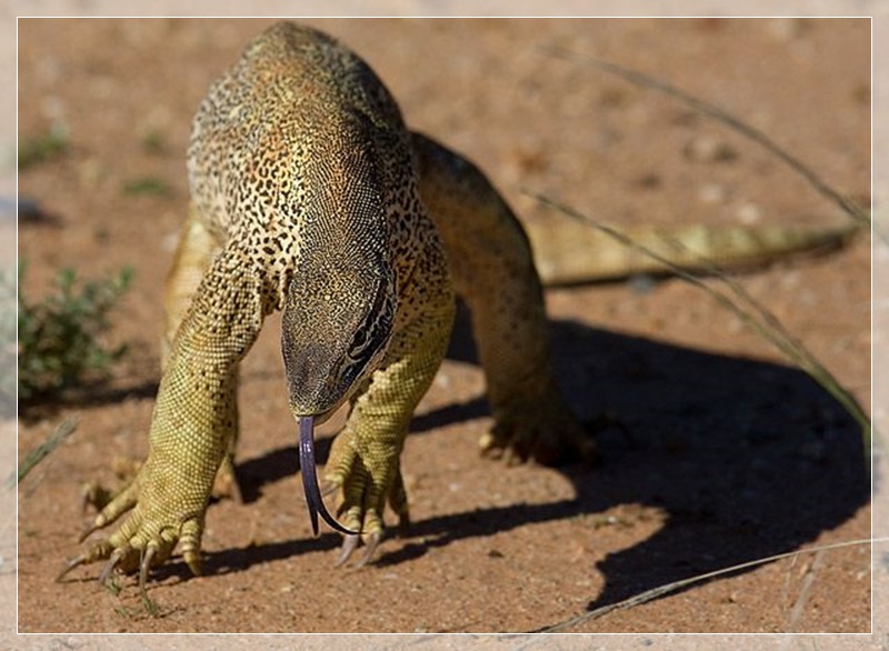 grafika-gify-kartki: Australia - Kraj na Antypodach..-