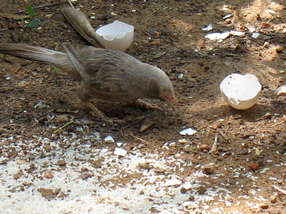 June 2013 - ARUNACHALA BIRDS