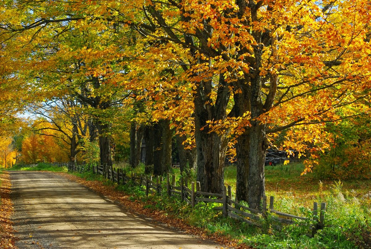 Automnes du Québec: Le chemin