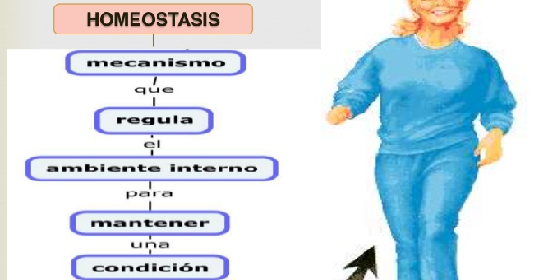 Biologia : Homeostasis
