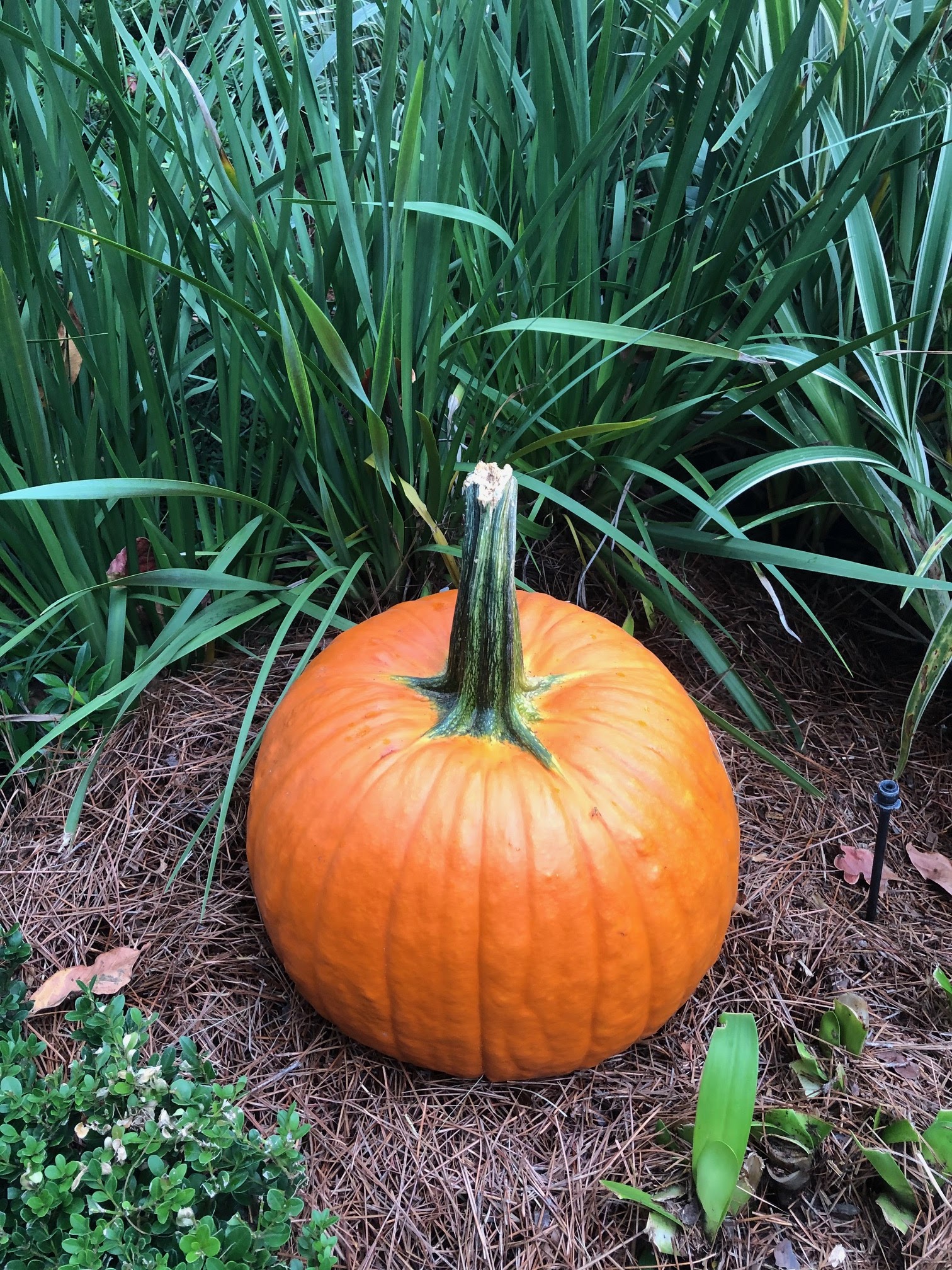 The Uptown Acorn: SPOOKTACULAR October {Pumpkins...}
