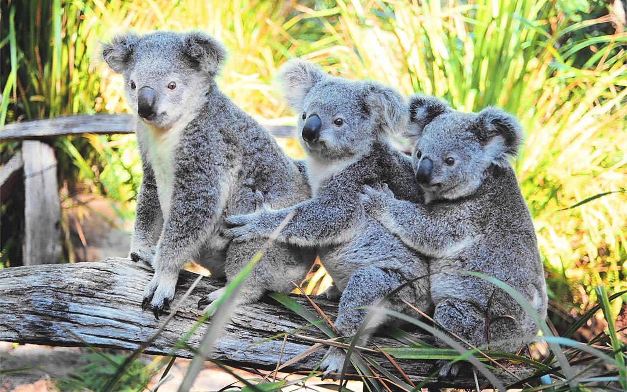 Koala | Animal Basic Facts Sheet & Pictures | The Wildlife