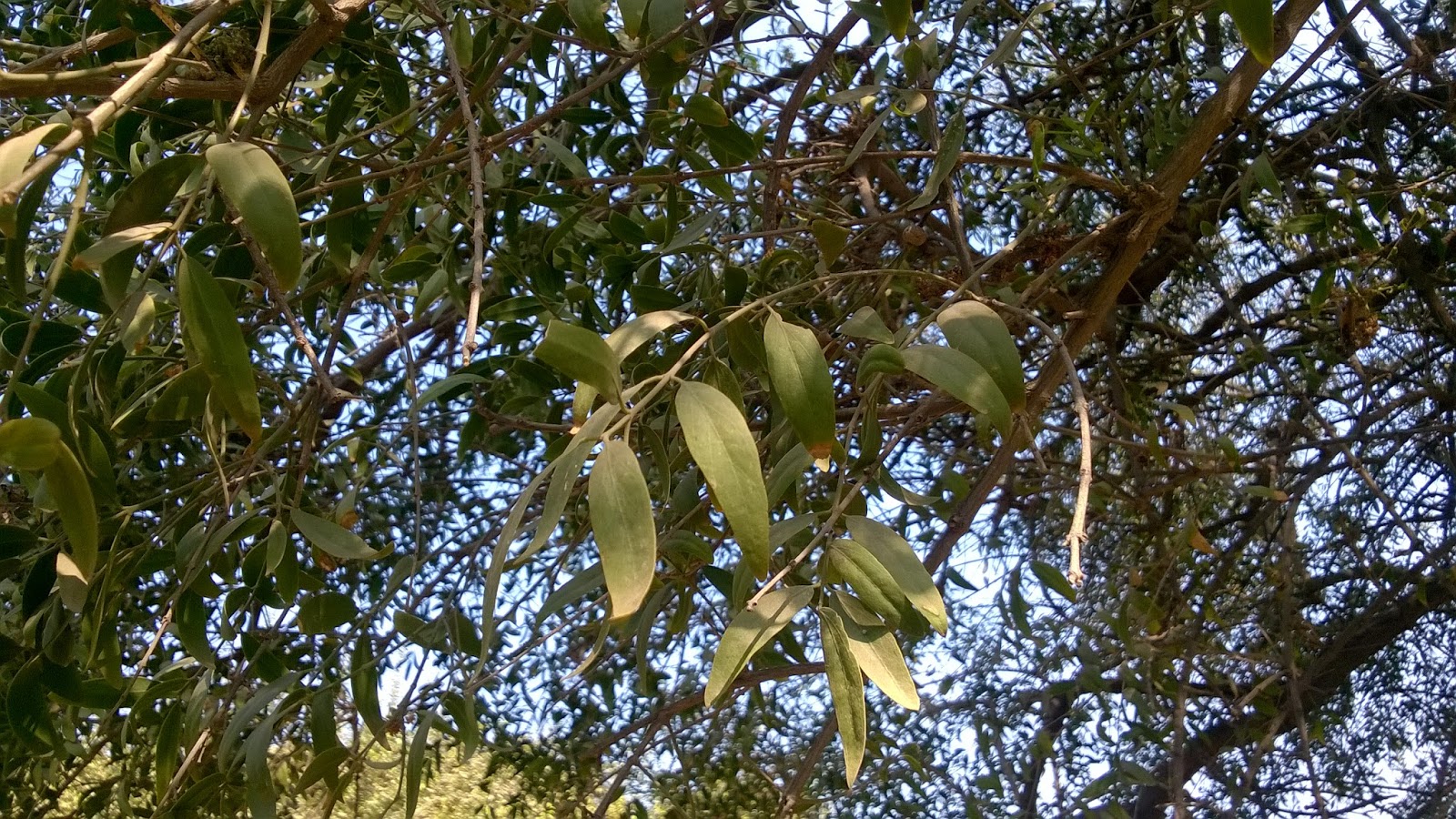 Spice of Life!: Heritage Tree (#ThursdayTreeLove)