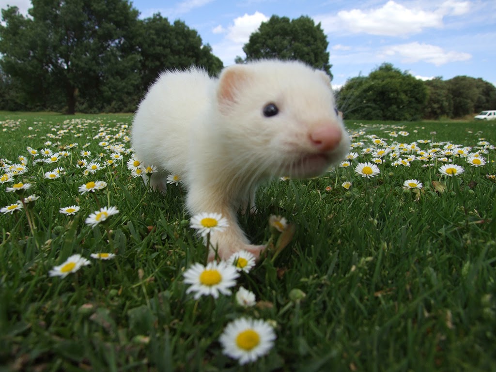 Andy foto natura: Hurones