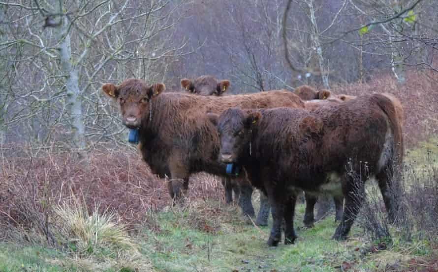 THE WESTERNER: A moo-ving target: fenceless grazing widens ...
