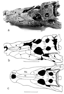 EL JOVE PALEONTÒLEG: L'evolució i la filogènia dels crocodilomorfs ...