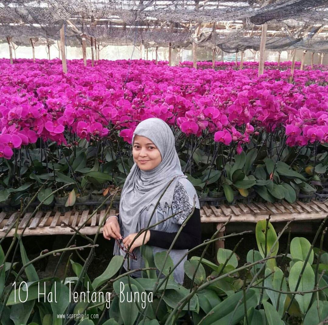 10 Hal Tentang Bunga