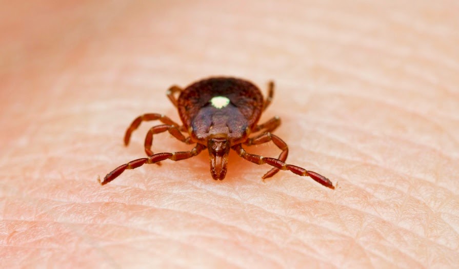 Ettevaatust – puuk, mille hammustus võib teid taimetoitlaseks muuta ...