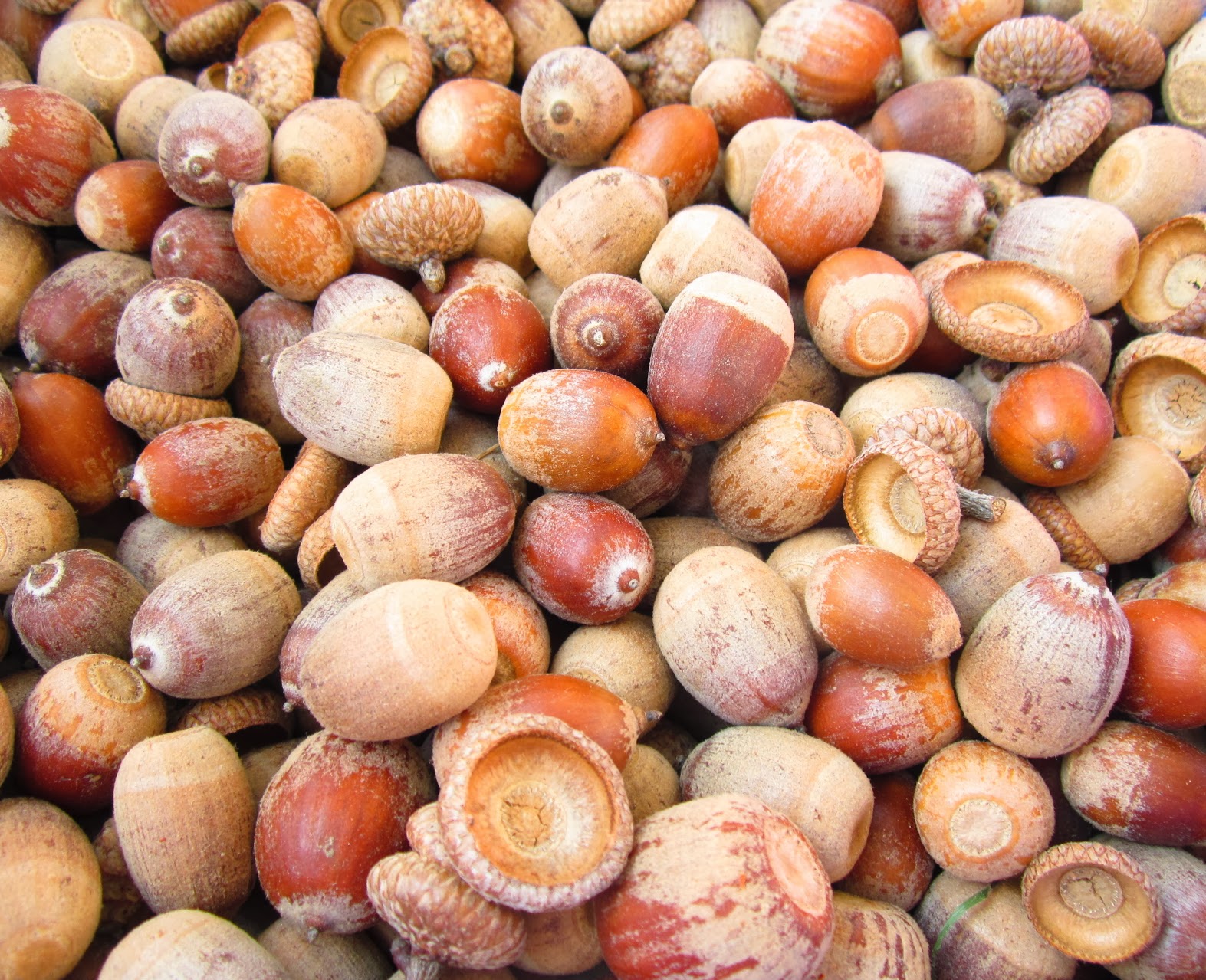 Darielf's Fair: Prelucrarea ghindelor pentru ornamente