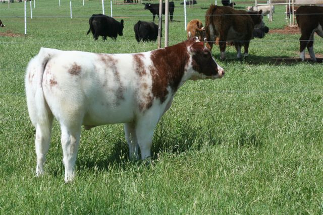 Austin Cattle Company: HE'S SOLD!!!! Thankyou to all of our infomercial ...
