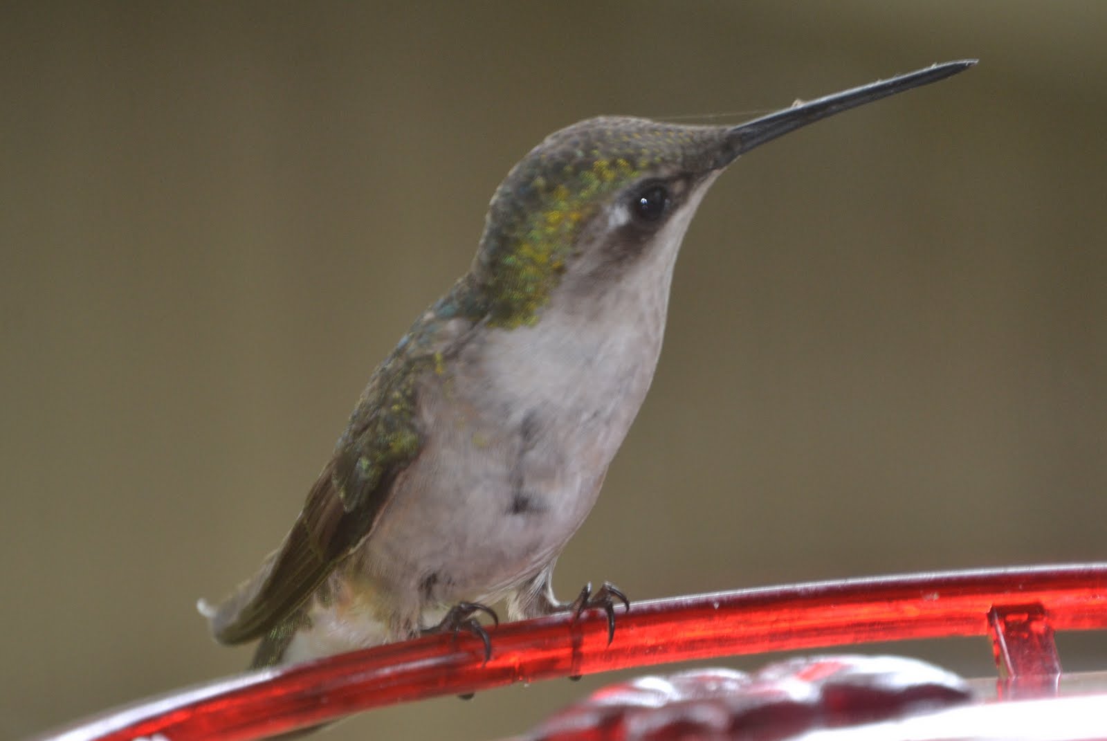 It's All About Purple: Hummingbird Happiness!!!!