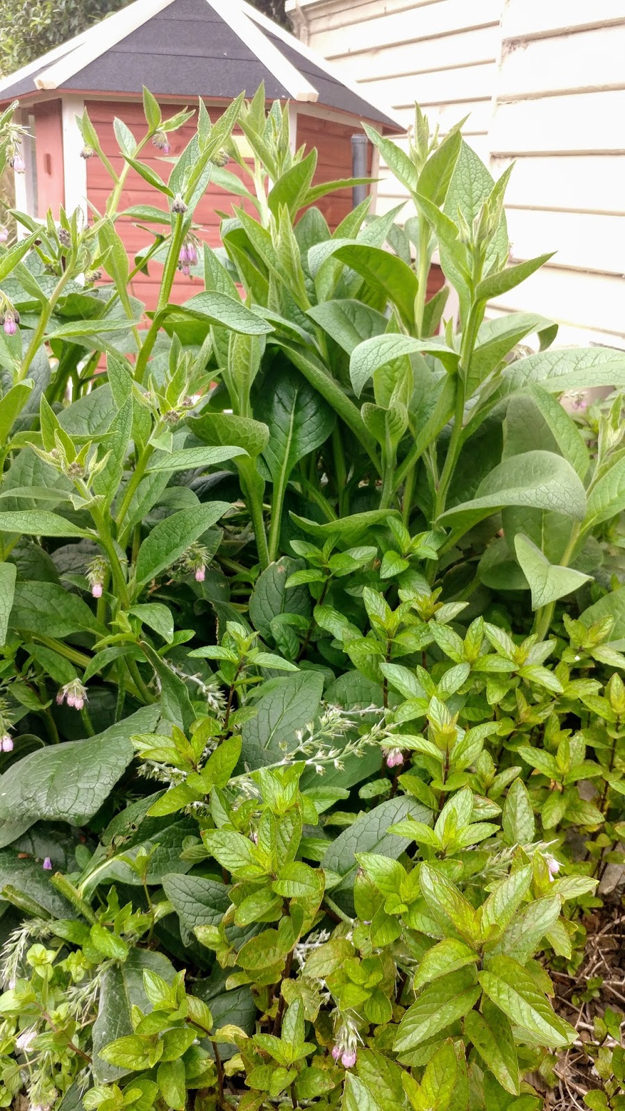 My Precious Peas: Growing Comfrey For Strawberry Beds