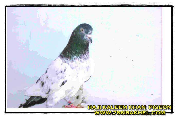 MIANWALI PIGEON: ISA KHEL PIGEONS