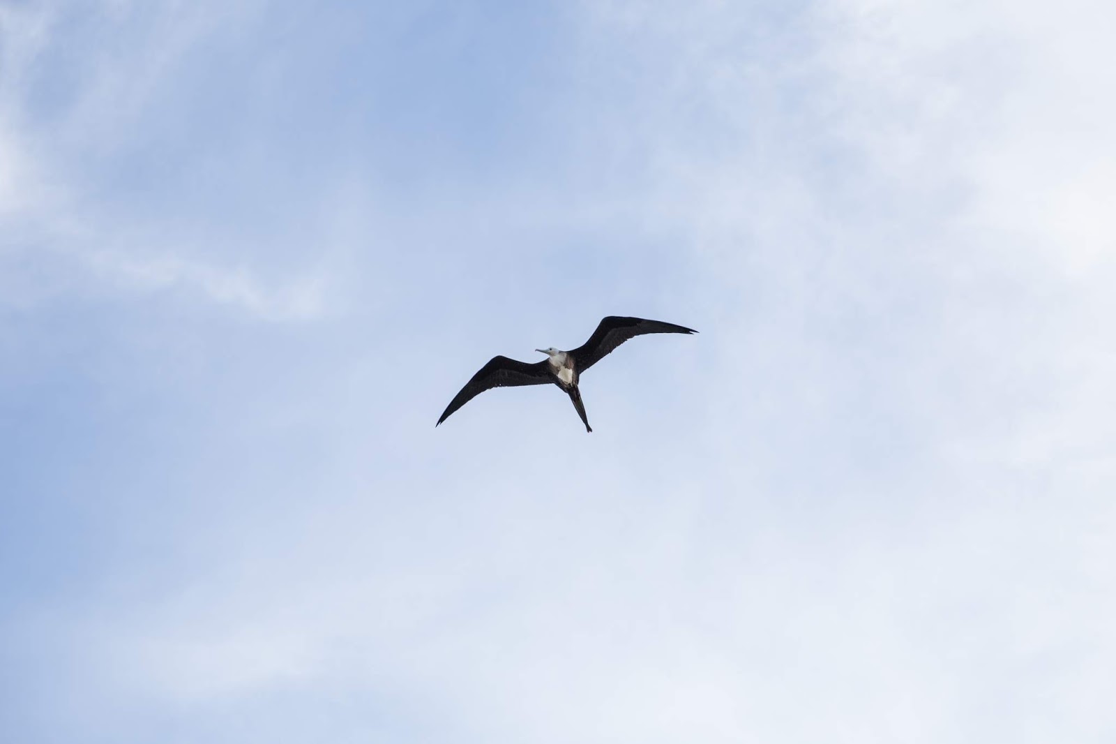 Alice Gostick: Things to do in Grand Cayman - Visit Little Cayman