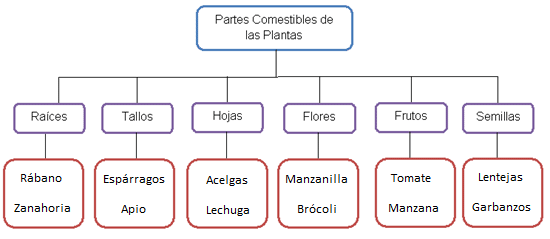 LA MINA .... 3º de PRIMARIA: PARTES COMESTIBLES DE LAS PLANTAS