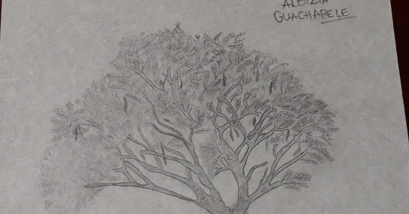 Guachapelí: DIBUJOS