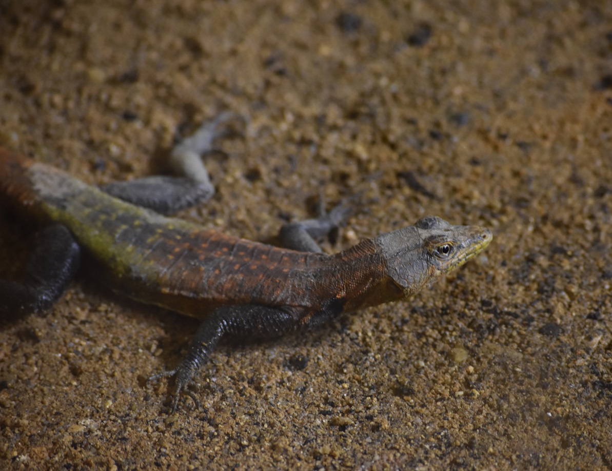 ZOOTOGRAFIANDO (6.100 ANIMALS): LAGARTO PLANO EMPERADOR / EMPEROR FLAT ...