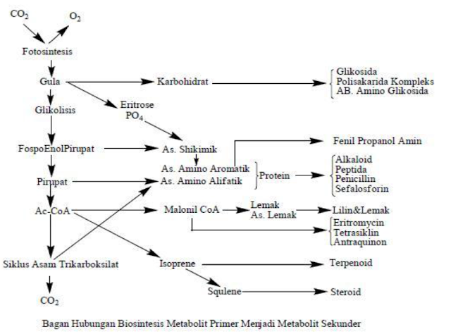 Biosintesis Metabolit Primer Dan Sekunder