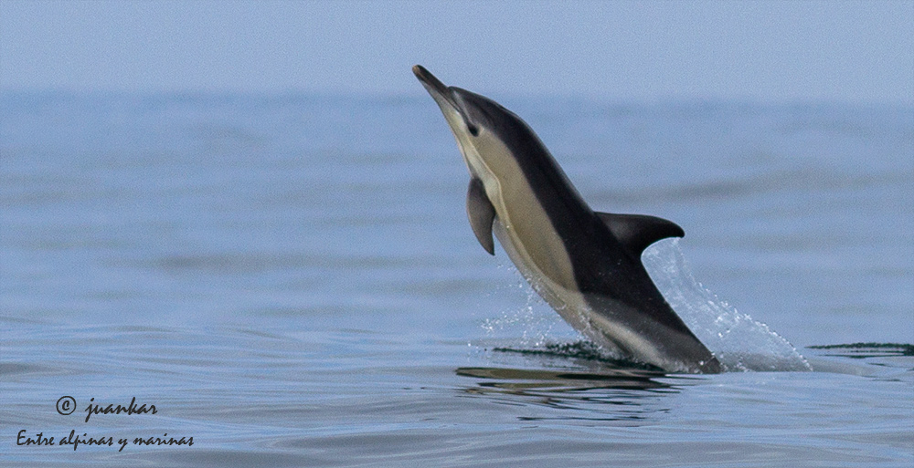 Miradas Cantábricas: Delfines comunes de morfo oscuro.