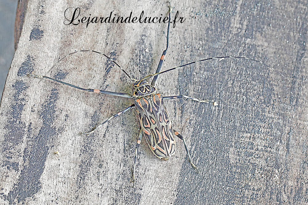 Acrocinus longimanus, un Coléoptère de grande taille (Costa Rica)