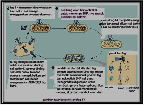 Knowladge: Pengertian Virus