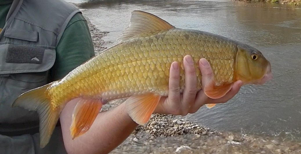 Another Fishing show: Redhorse Run on the Root