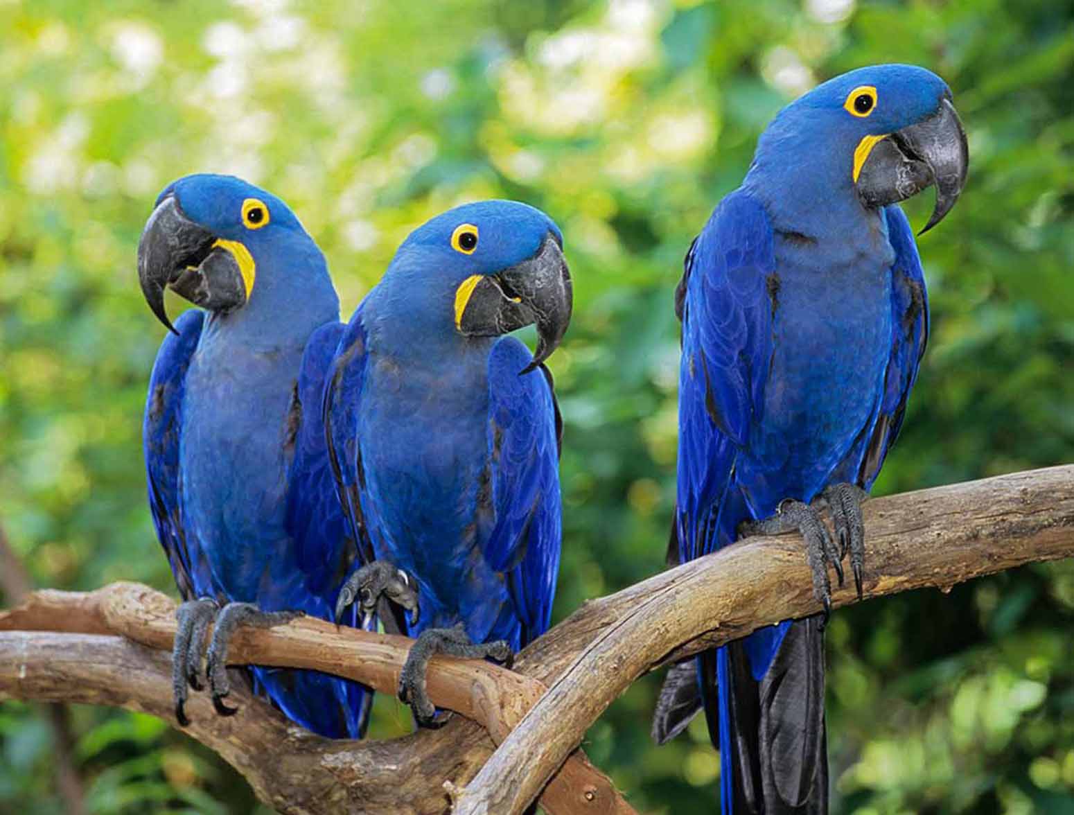 burung | macam macam jenis burung