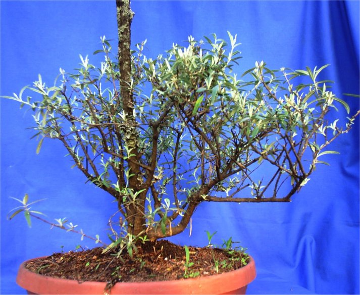 LENNARD'S BONSAI BEGINNINGS.: Buddleja saligna