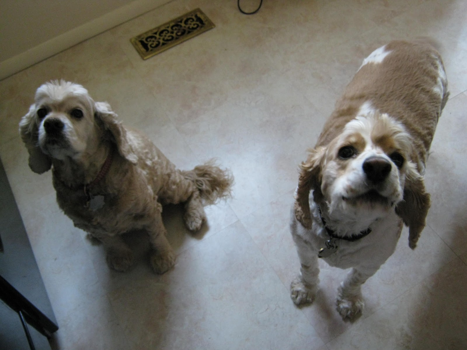 The Daily Bone: Demadog