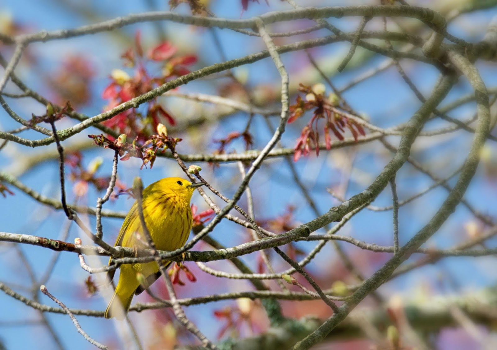 Carol's View Of New England: Spring birds in New England