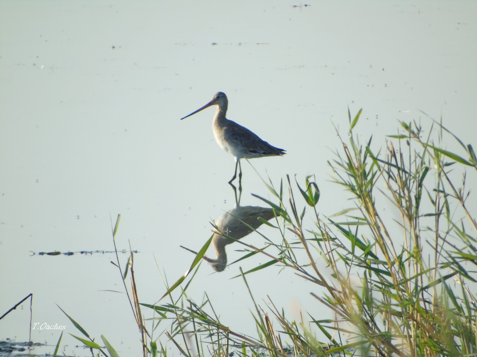 PASARI DIN ROMANIA: SITAR DE MAL, Limosa limosa
