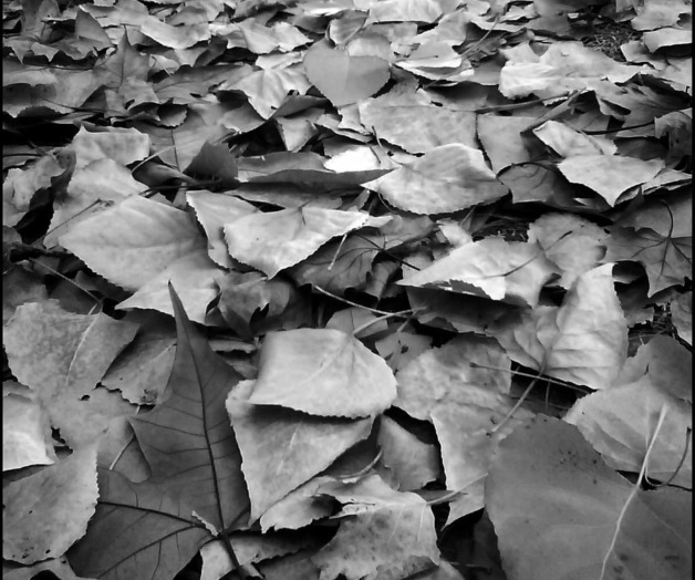 2021 ~ Andrew Bernal Trillos