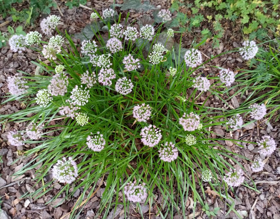 Future Plants by Randy Stewart: Allium