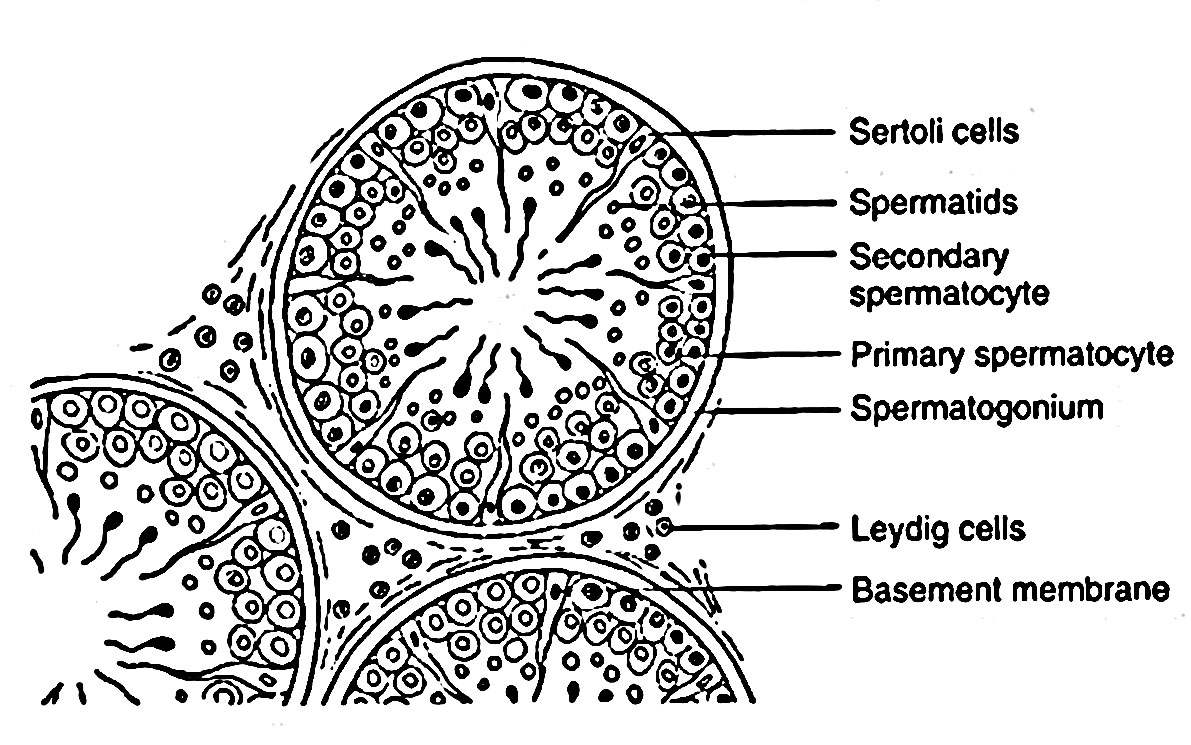 B. Sc. - II Animal Diversity- IV (Old) : Histology of Mammal By. Dr ...