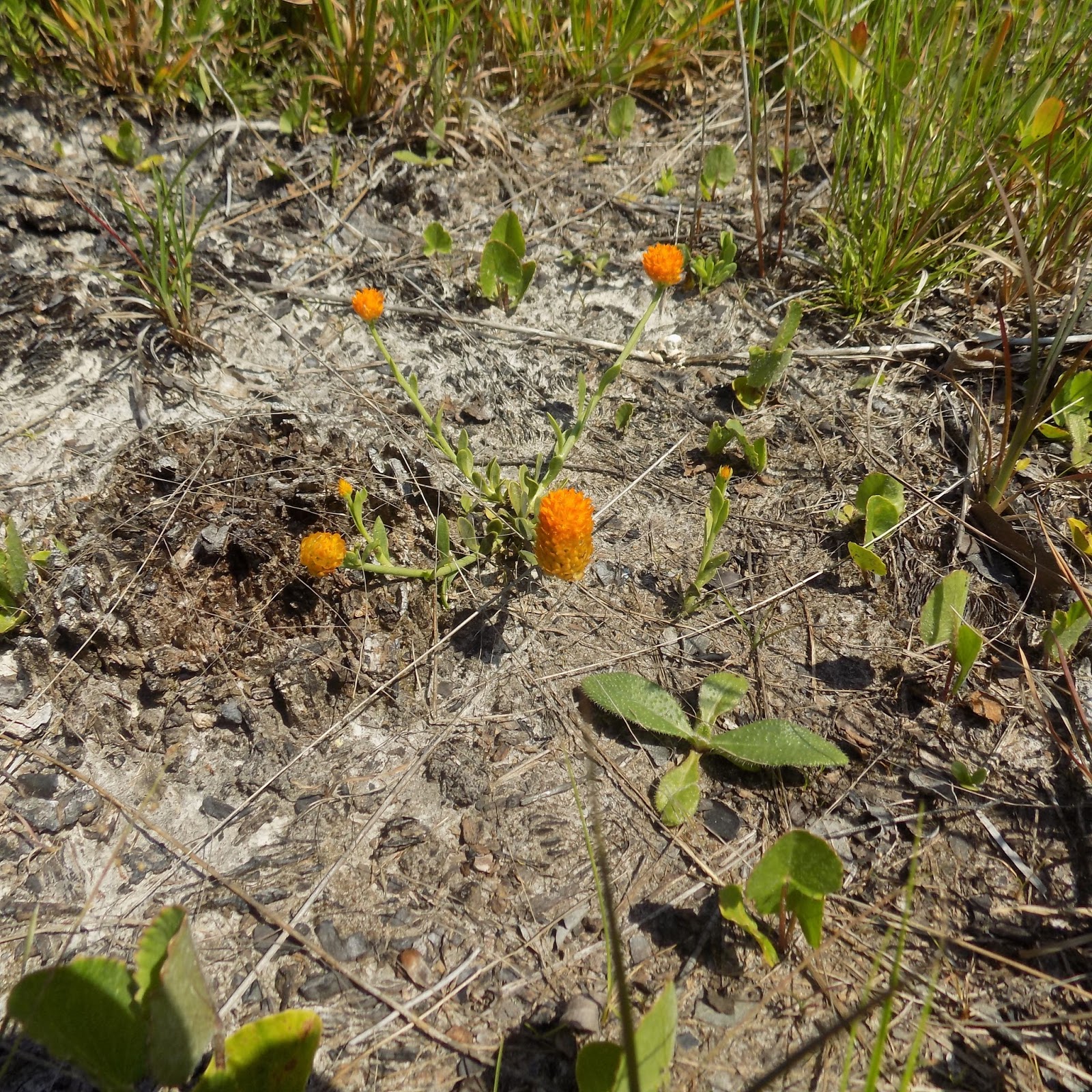 Preserve Golf Club Agronomy