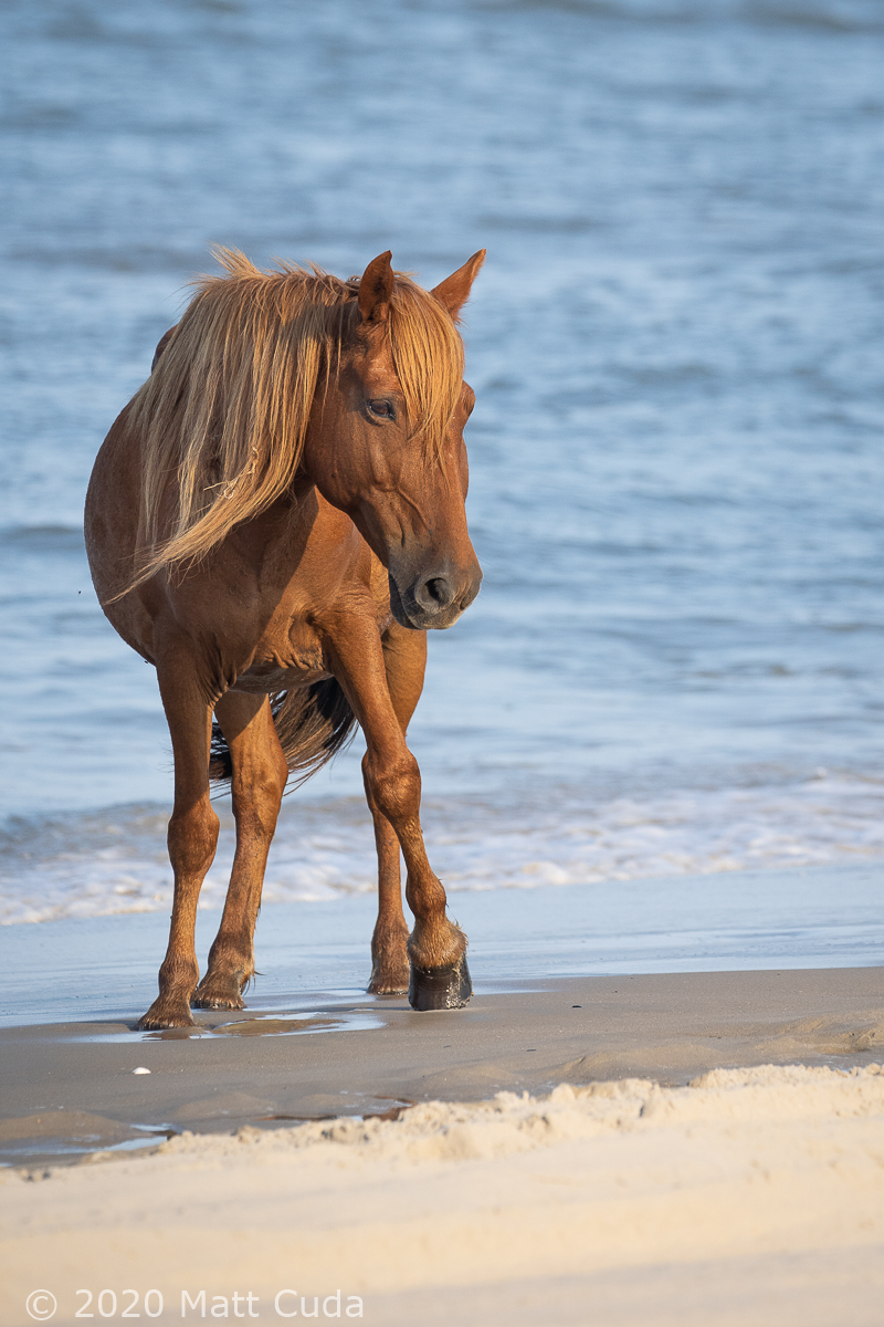 Photo of the Week - Wild Mare | Matt Cuda Nature Photography Blog
