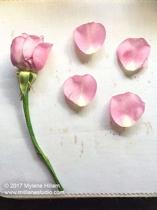 Drying and Preserving Flowers for Resin | Mill Lane Studio
